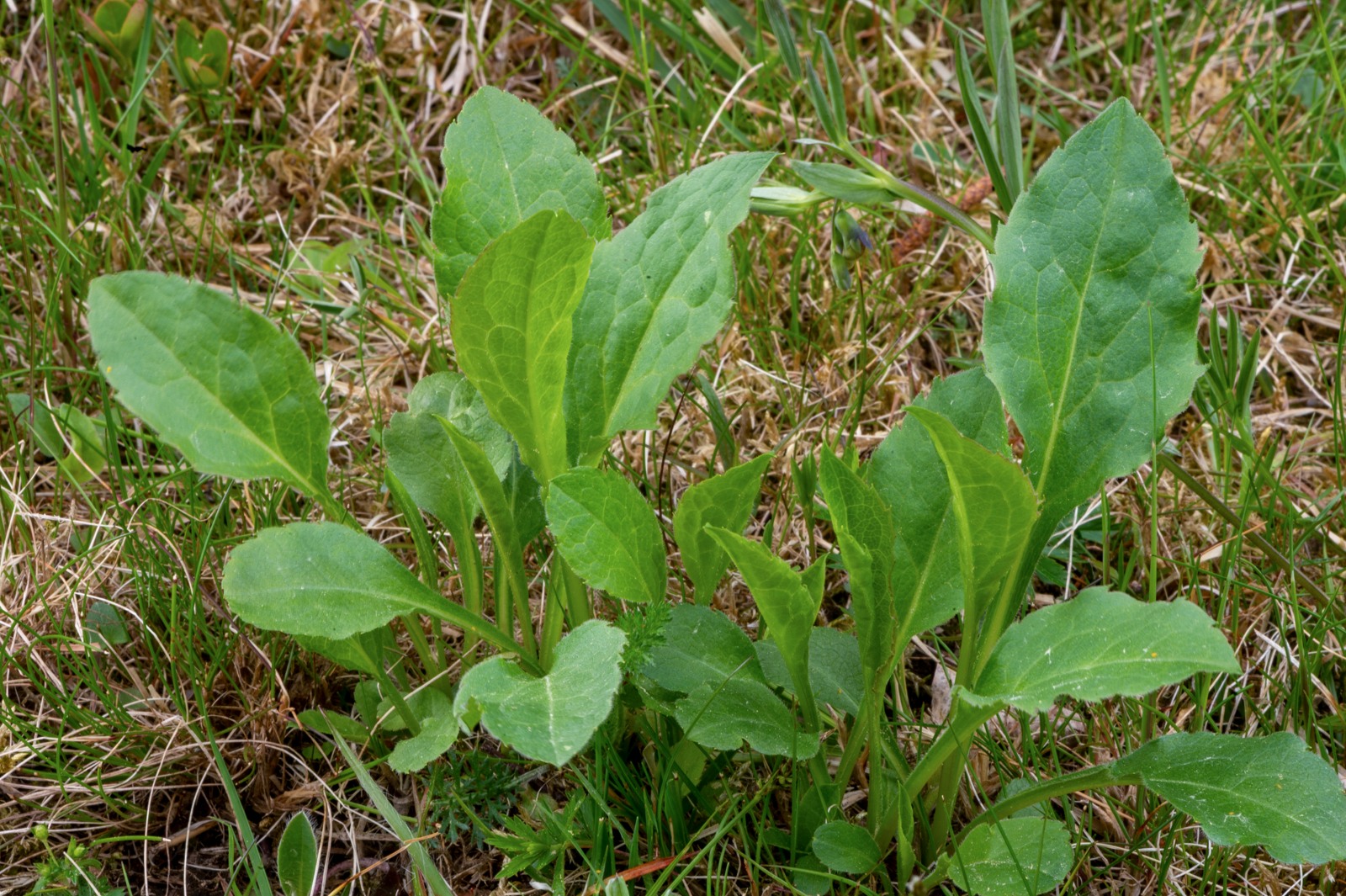 Artfakta från SLU Artdatabanken