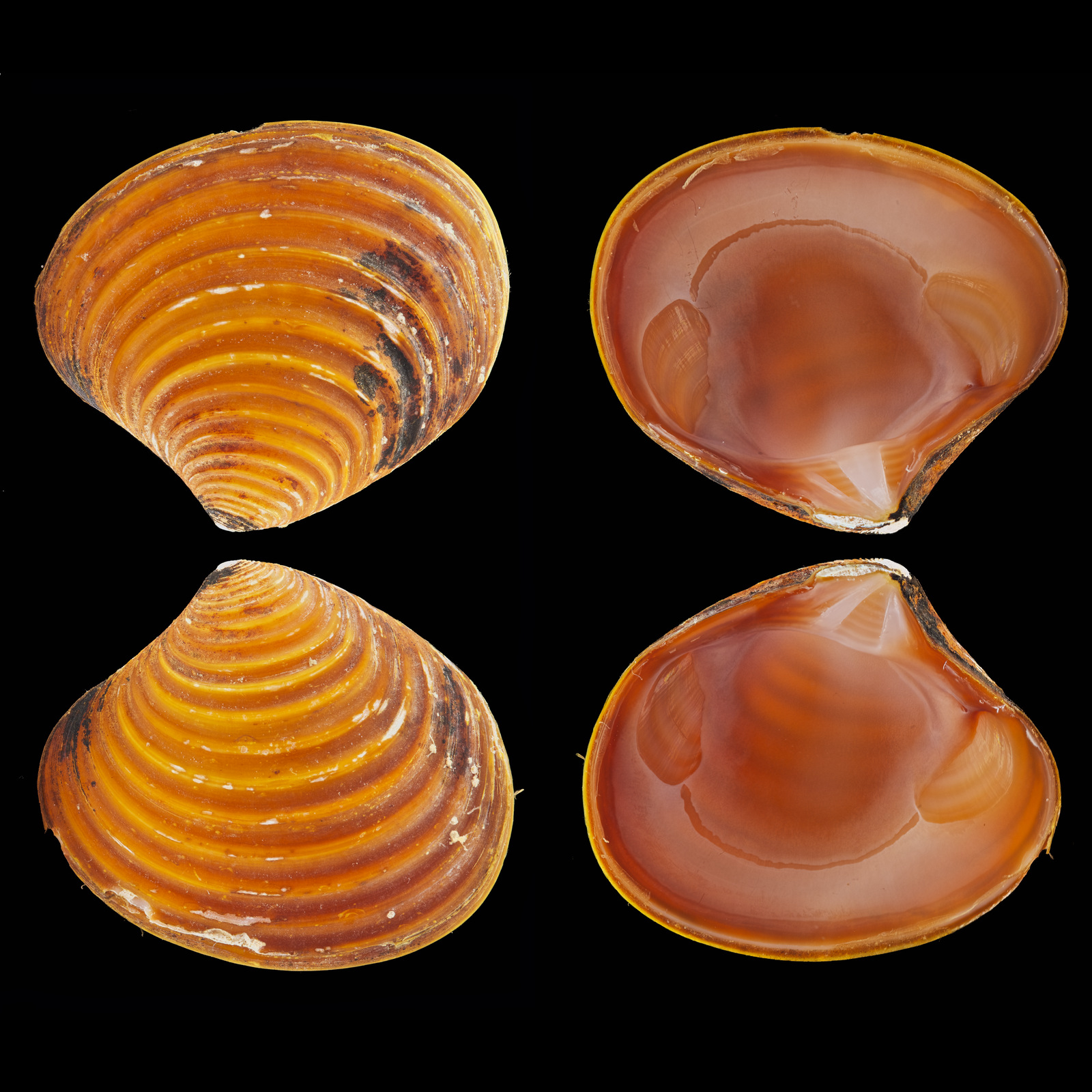 Artfakta från SLU Artdatabanken