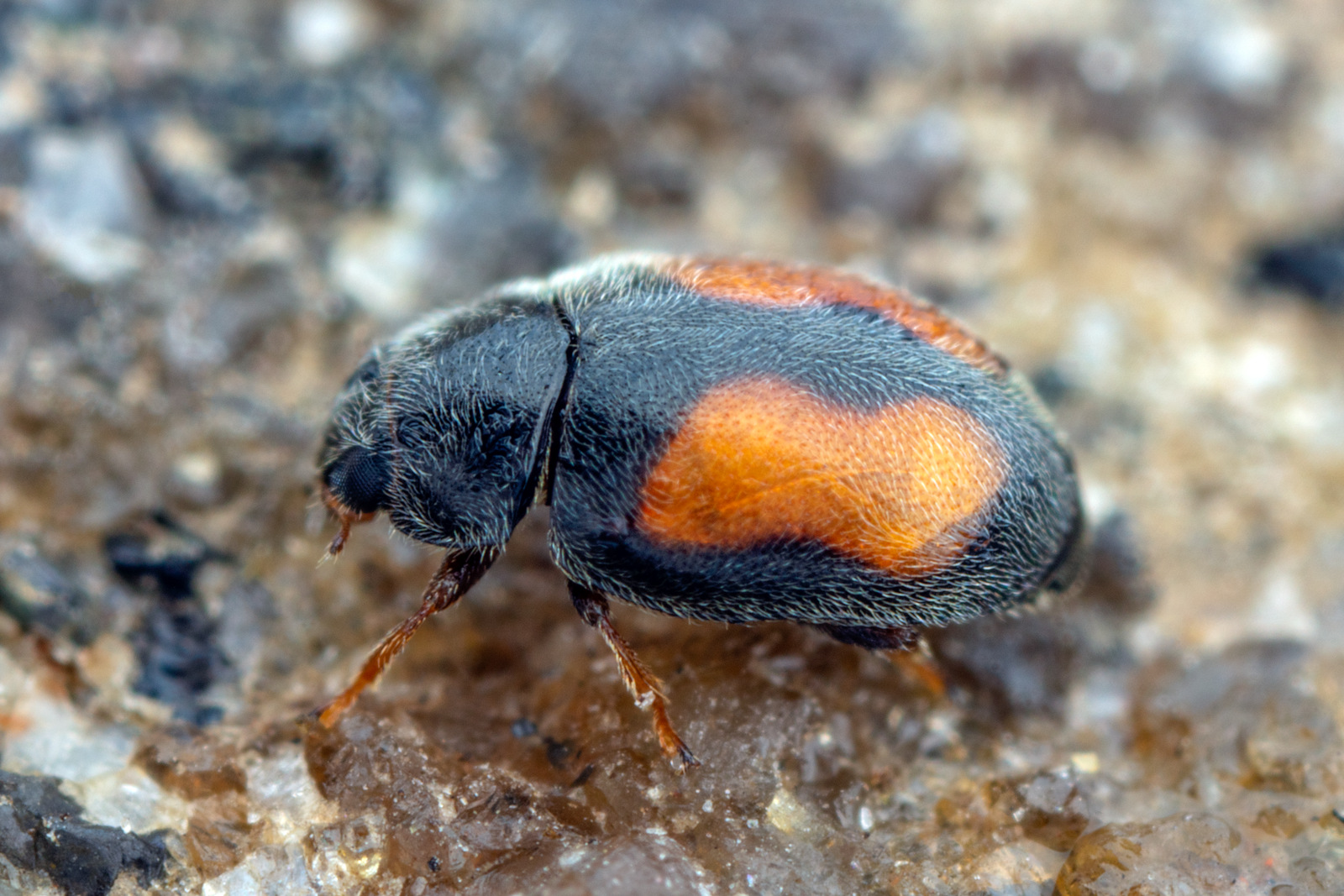 Artfakta från SLU Artdatabanken