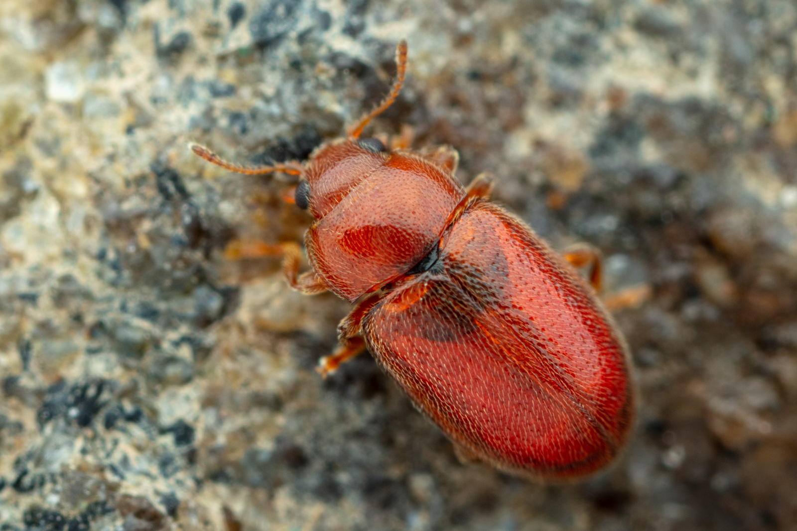 Artfakta från SLU Artdatabanken