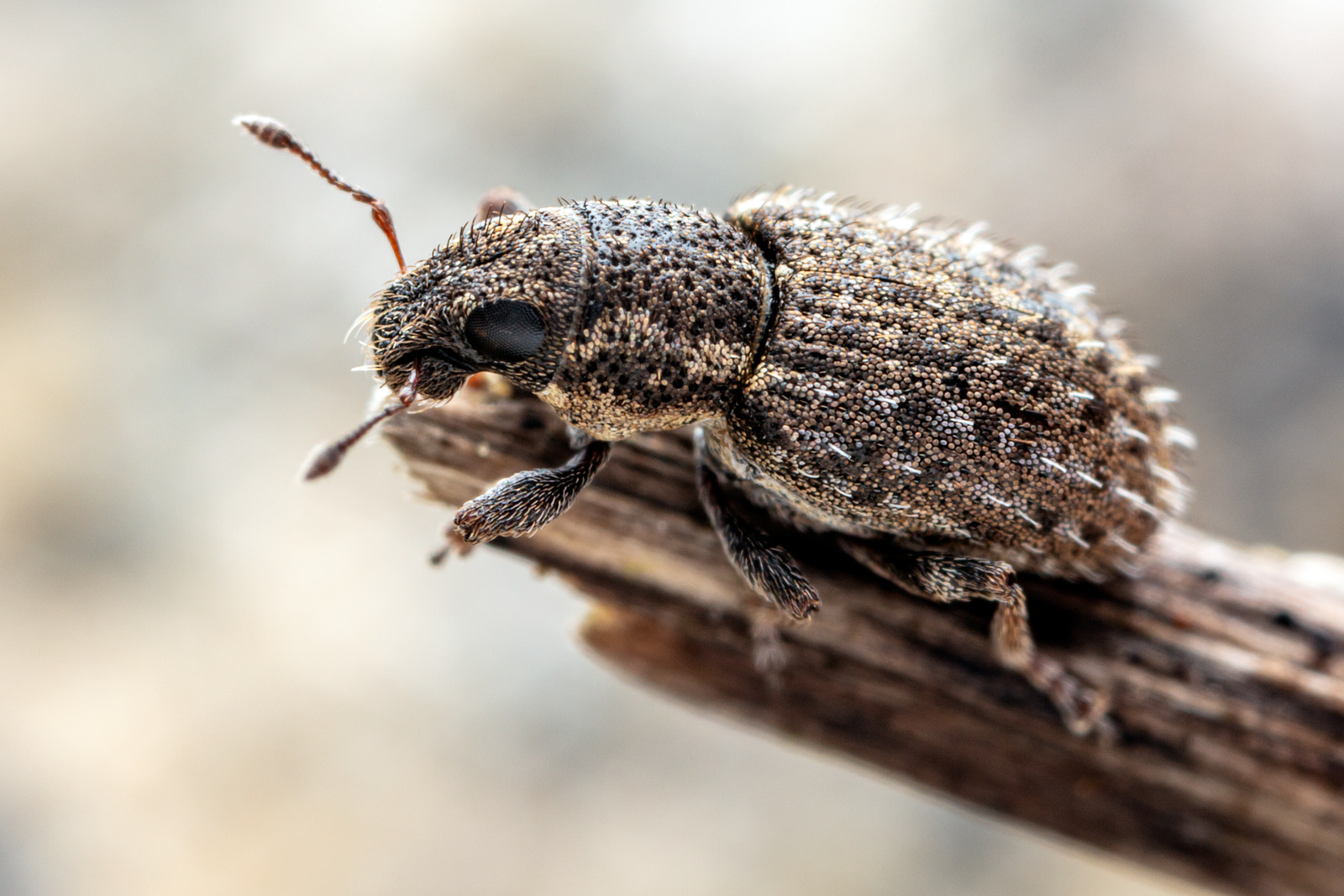 Artfakta från SLU Artdatabanken