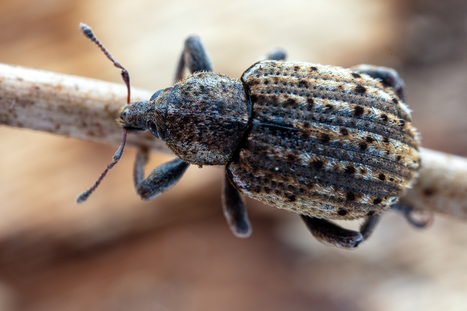 Artfakta från SLU Artdatabanken