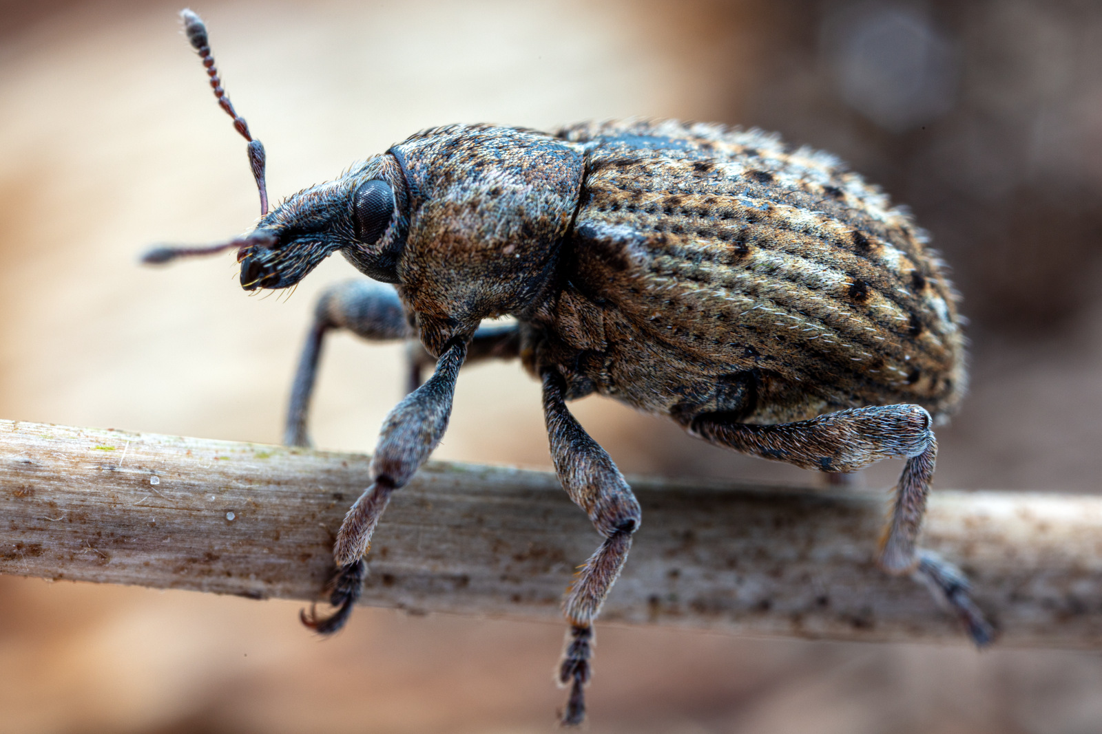 Artfakta från SLU Artdatabanken