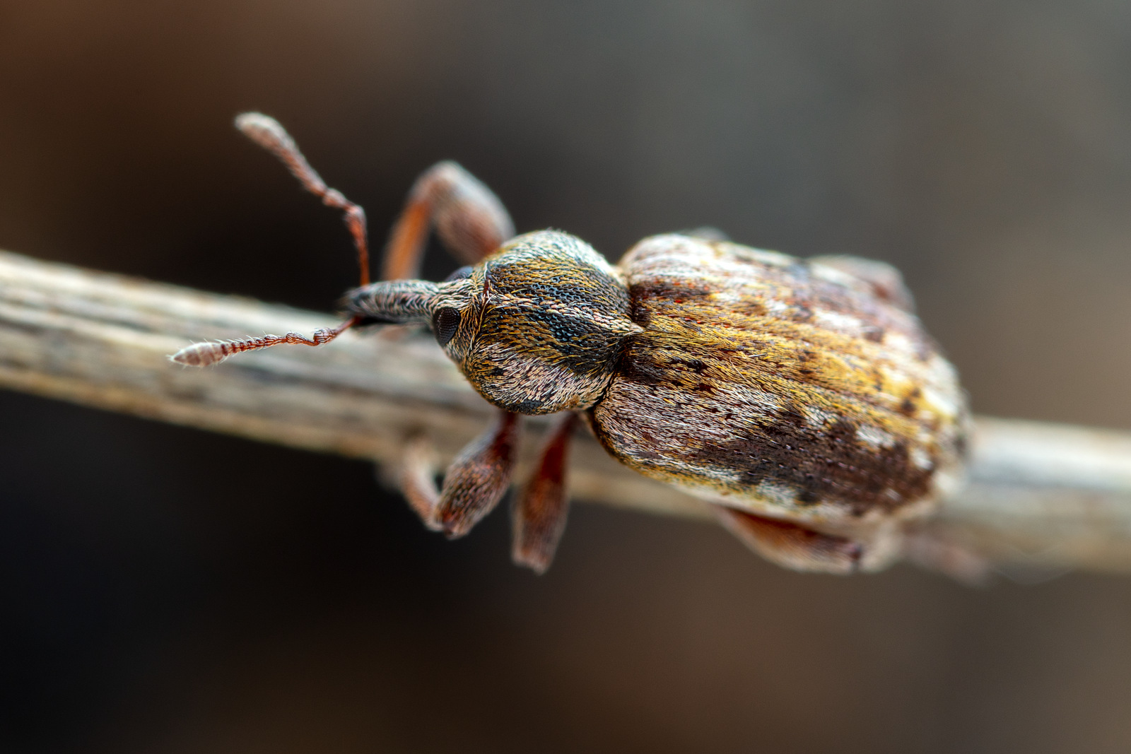 Artfakta från SLU Artdatabanken