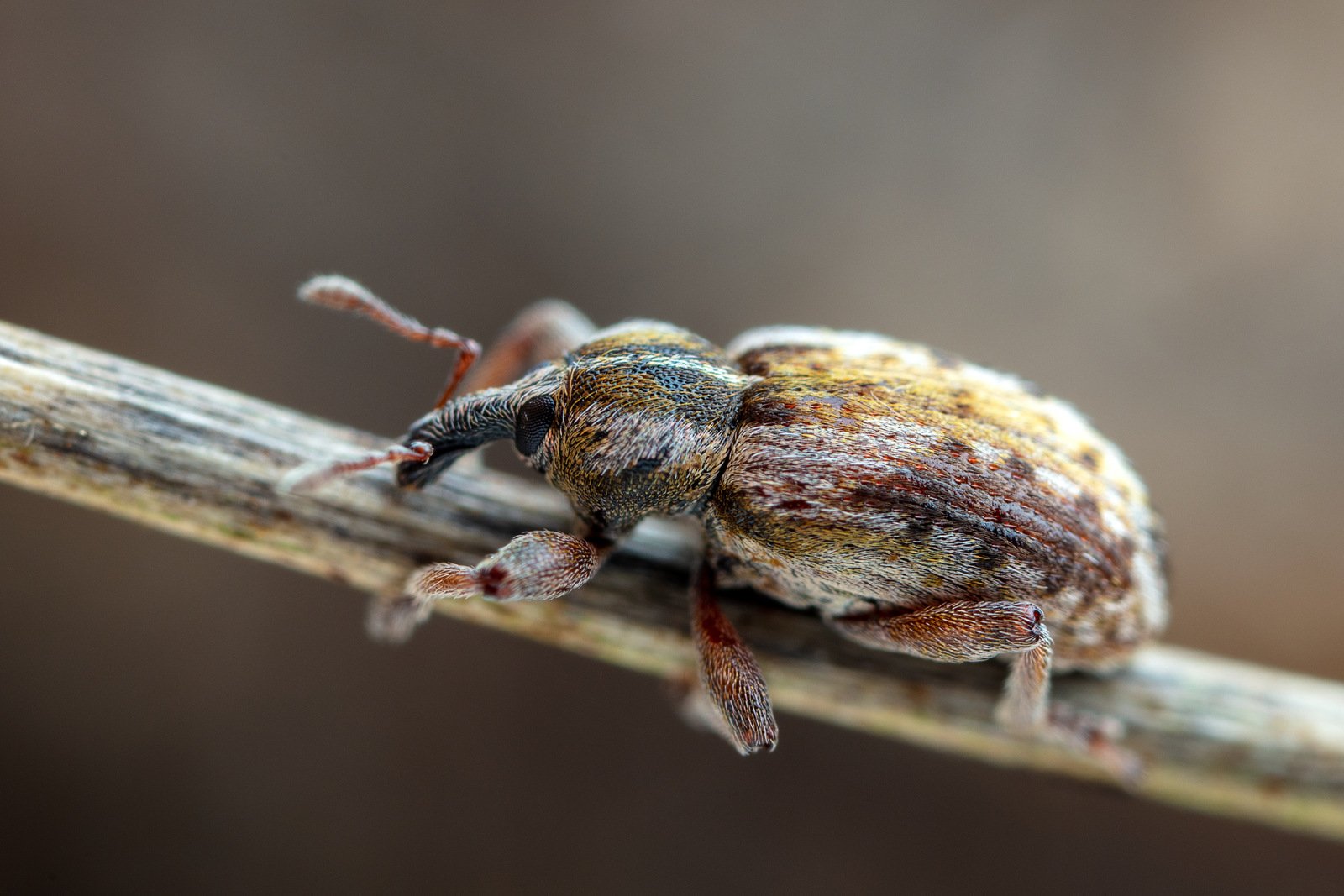 Artfakta från SLU Artdatabanken