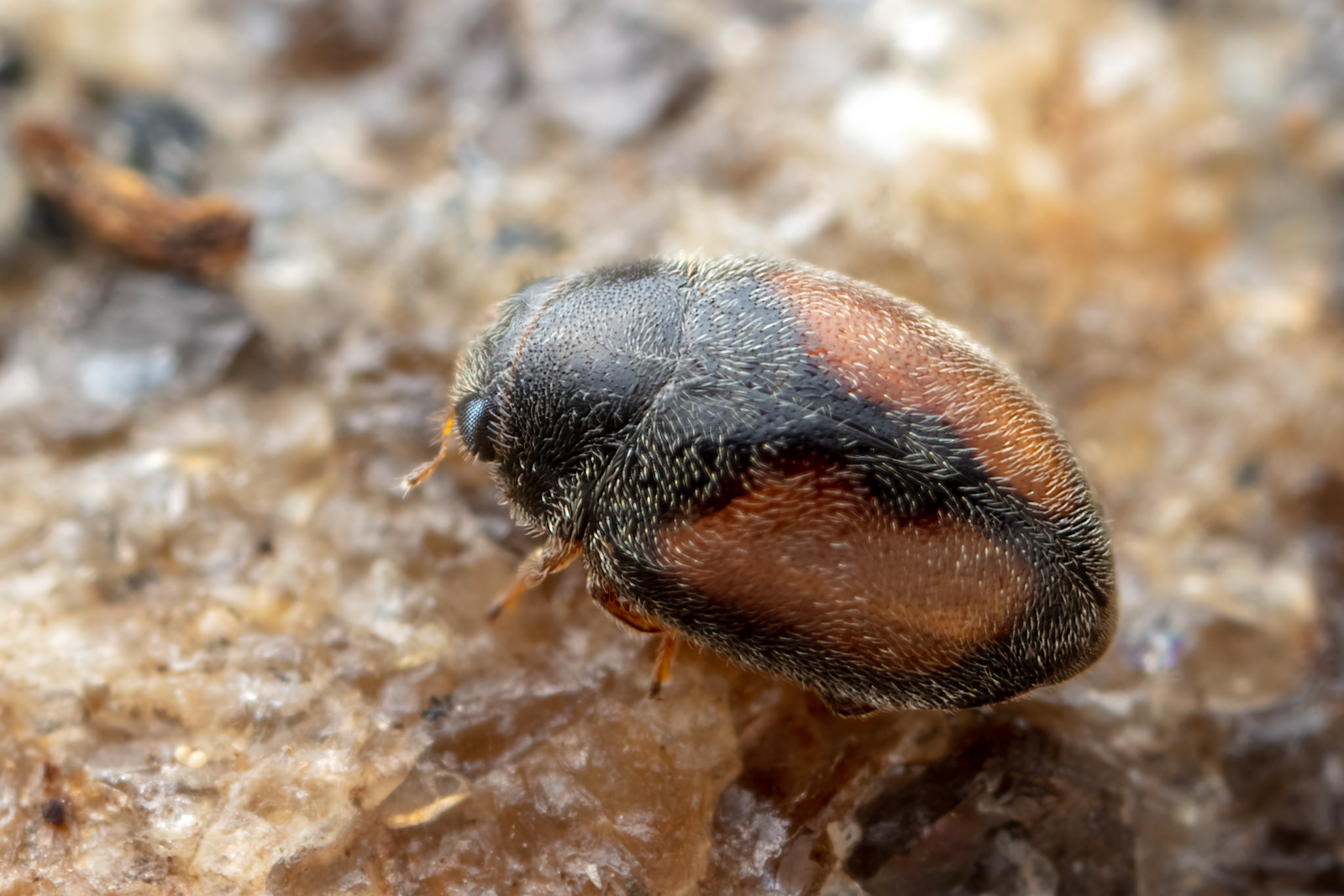 Artfakta från SLU Artdatabanken