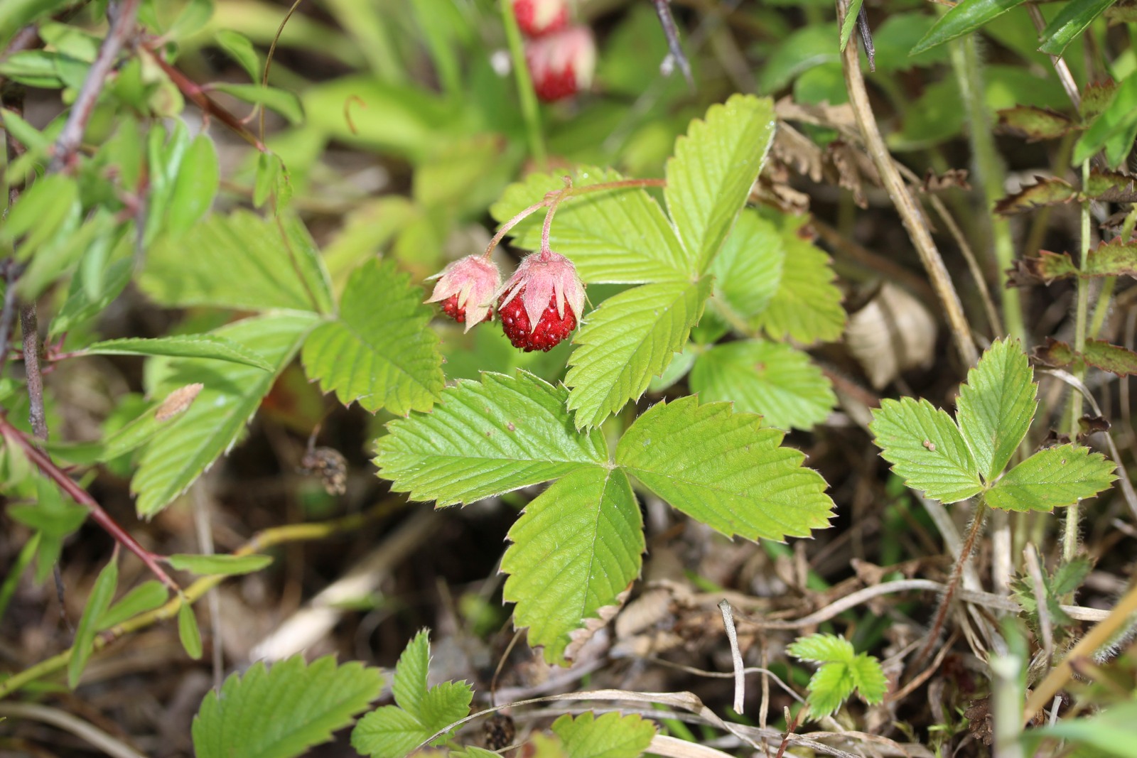 Artfakta från SLU Artdatabanken