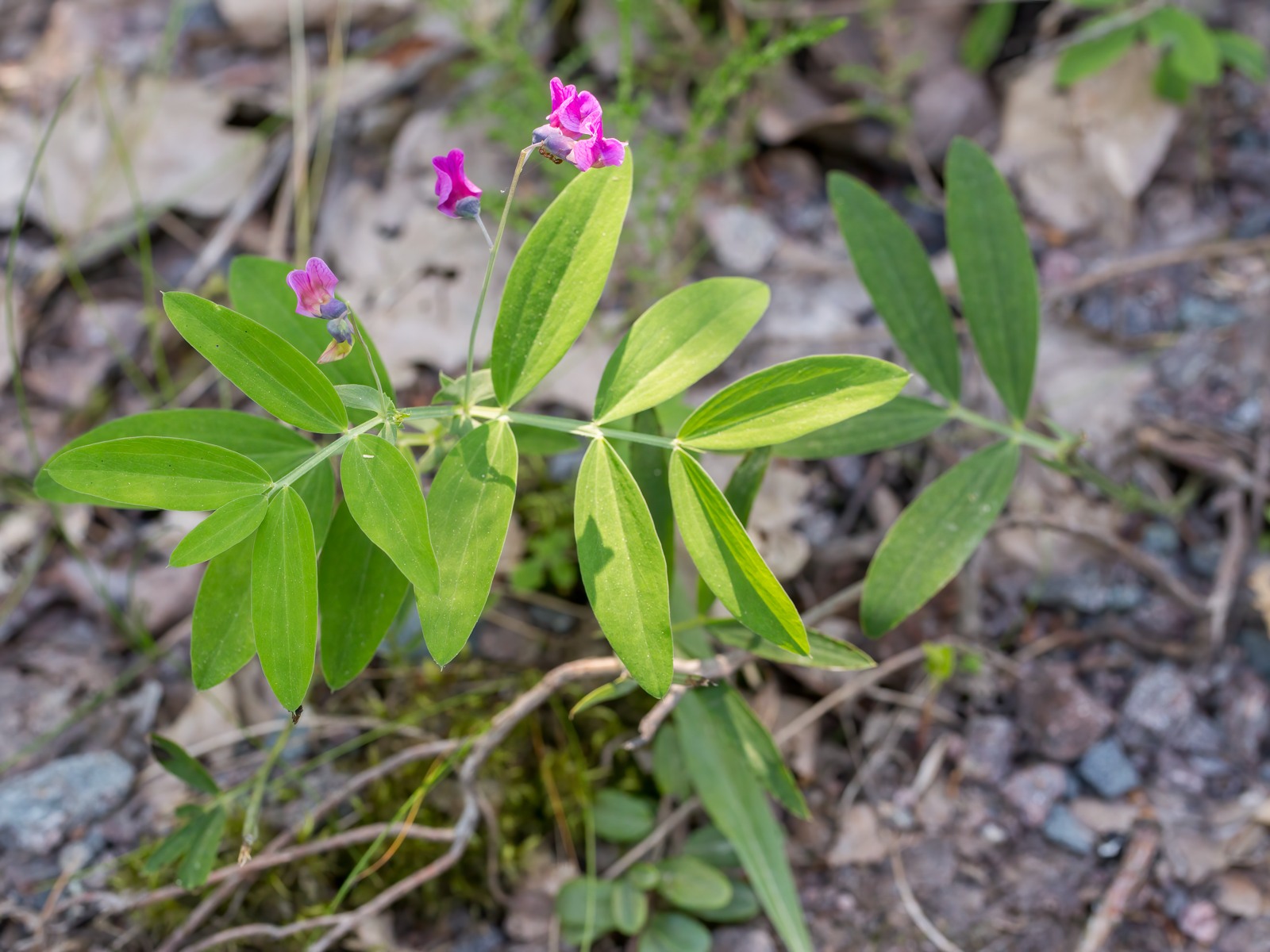 Artfakta från SLU Artdatabanken