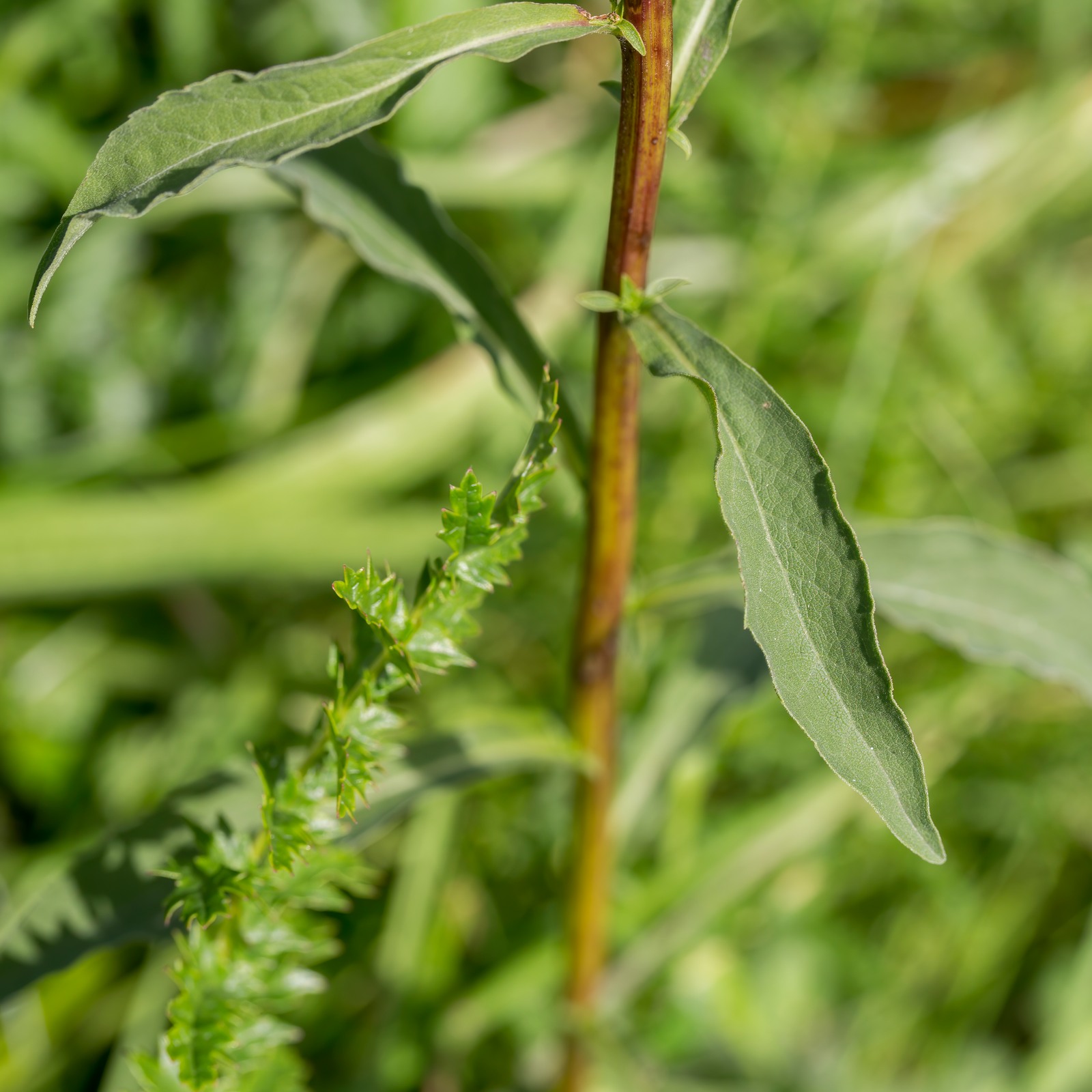 Artfakta från SLU Artdatabanken