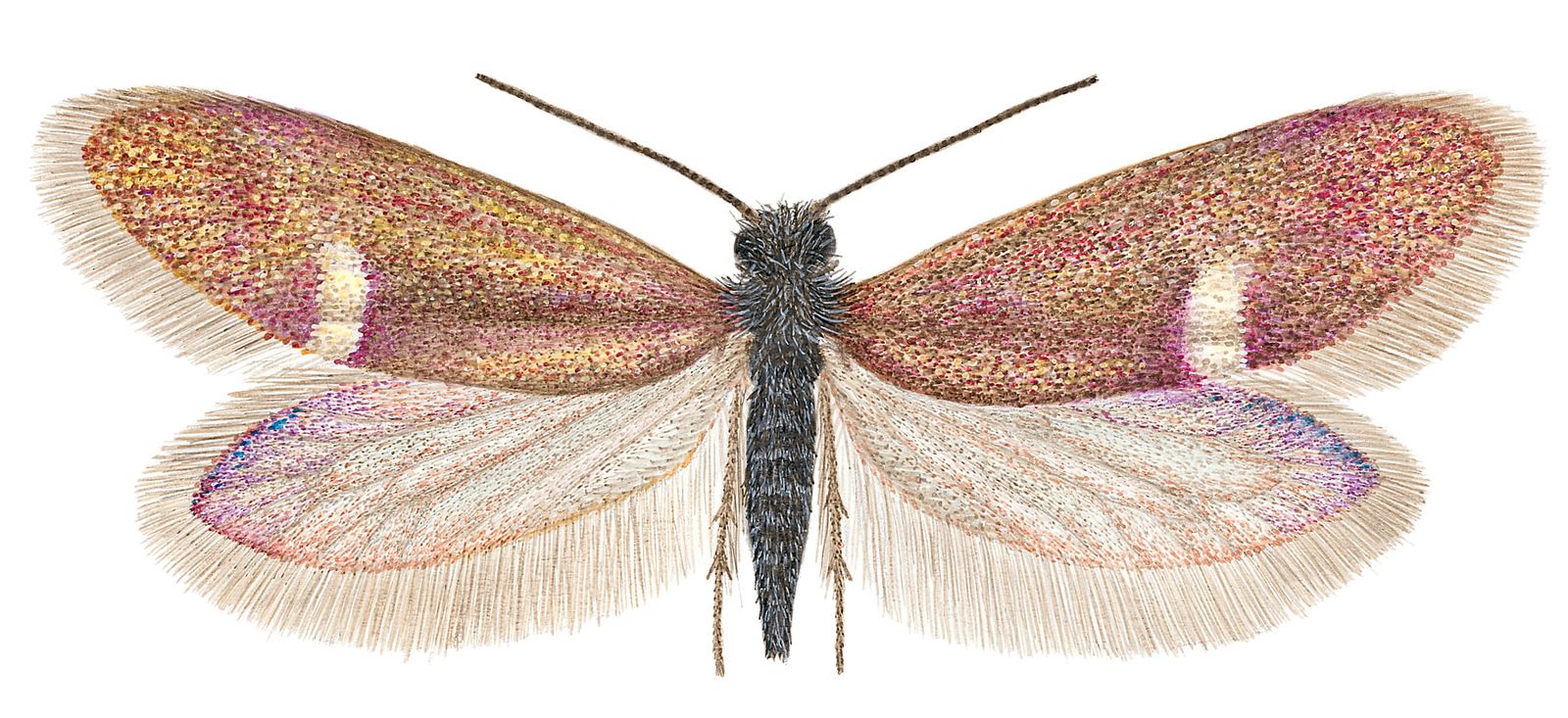 Artfakta från SLU Artdatabanken