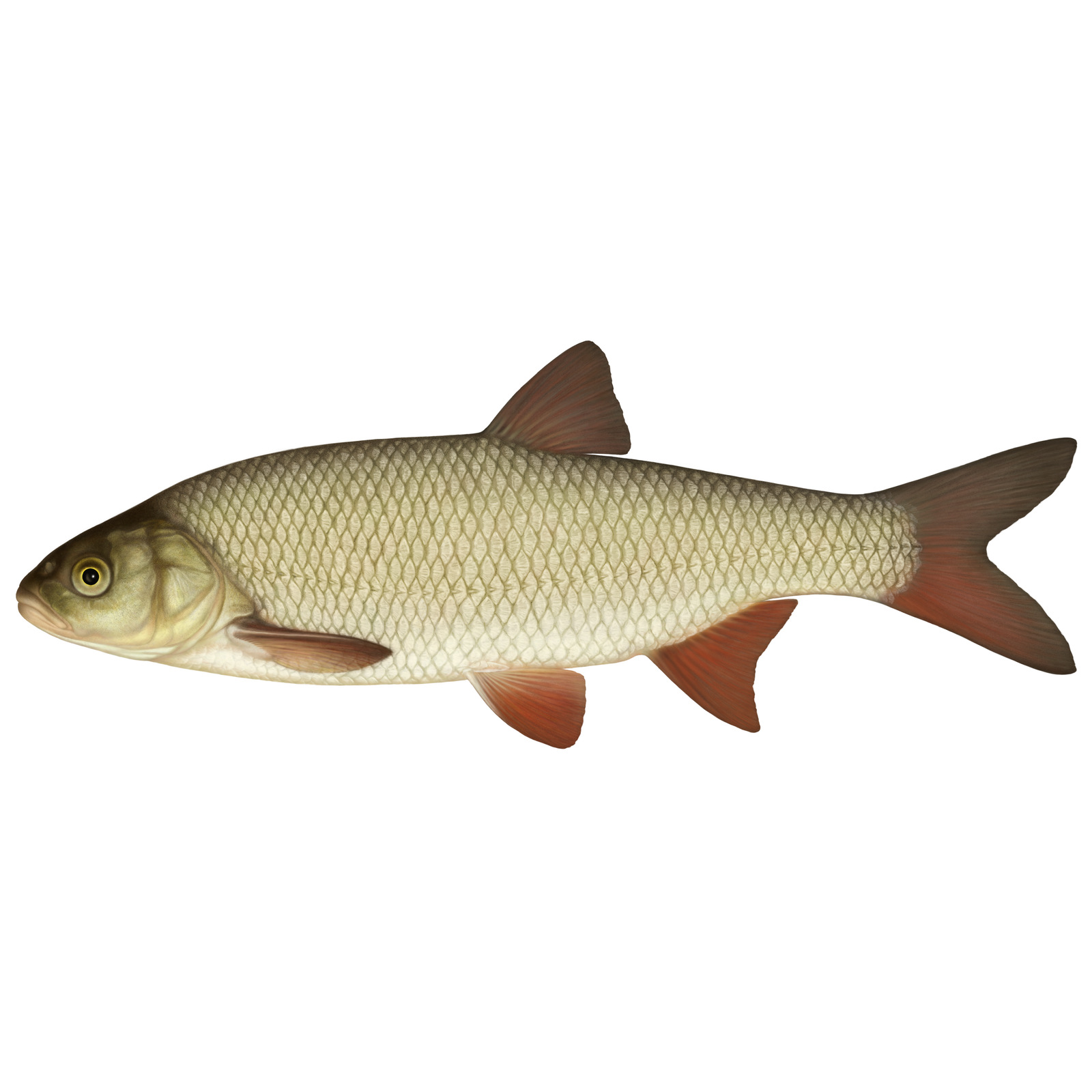 Artfakta från SLU Artdatabanken