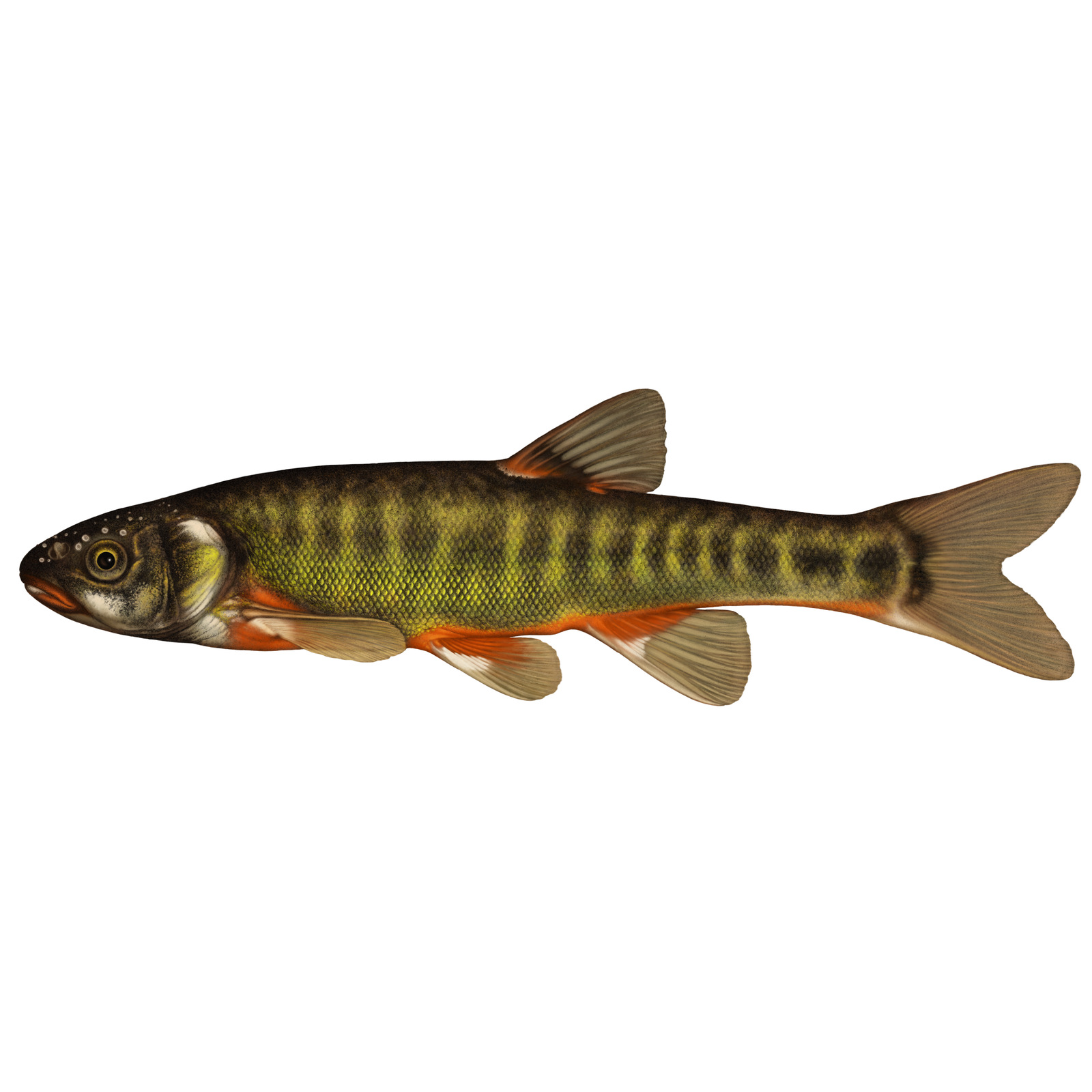 Artfakta från SLU Artdatabanken