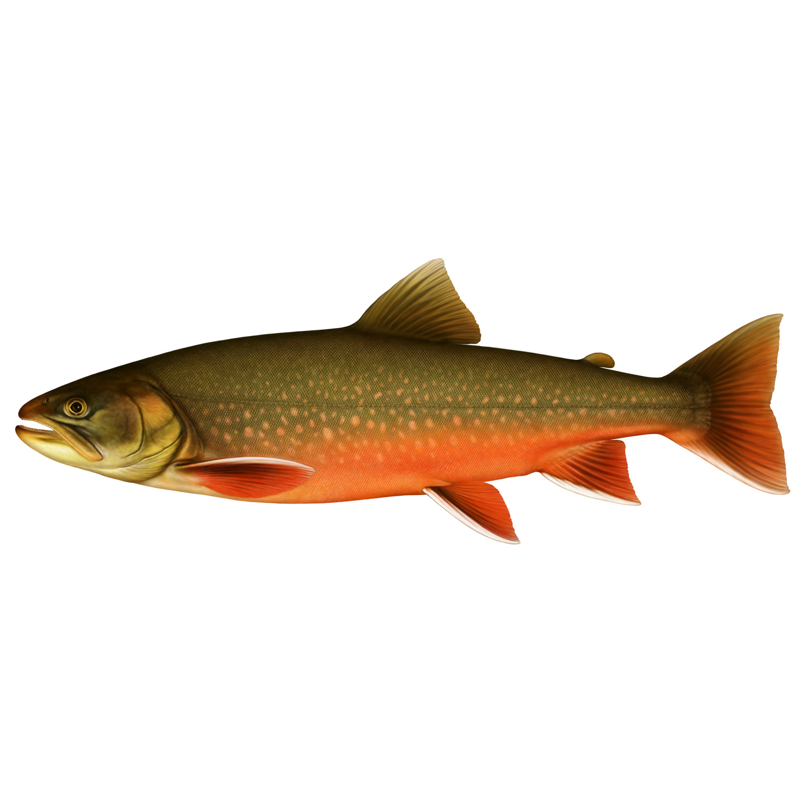 Artfakta från SLU Artdatabanken