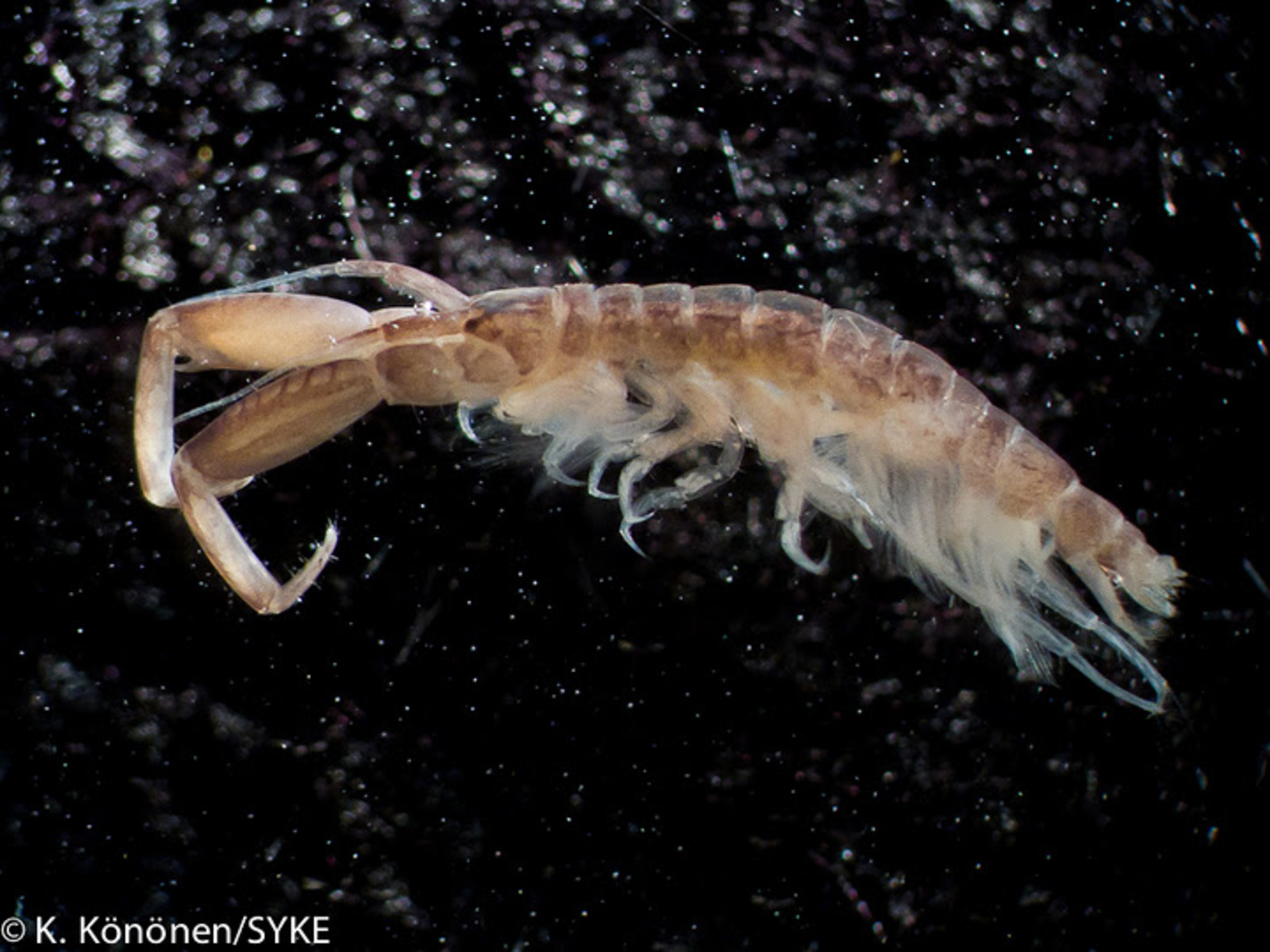 Artfakta från SLU Artdatabanken