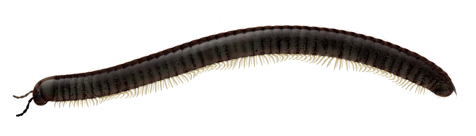 Artfakta från SLU Artdatabanken