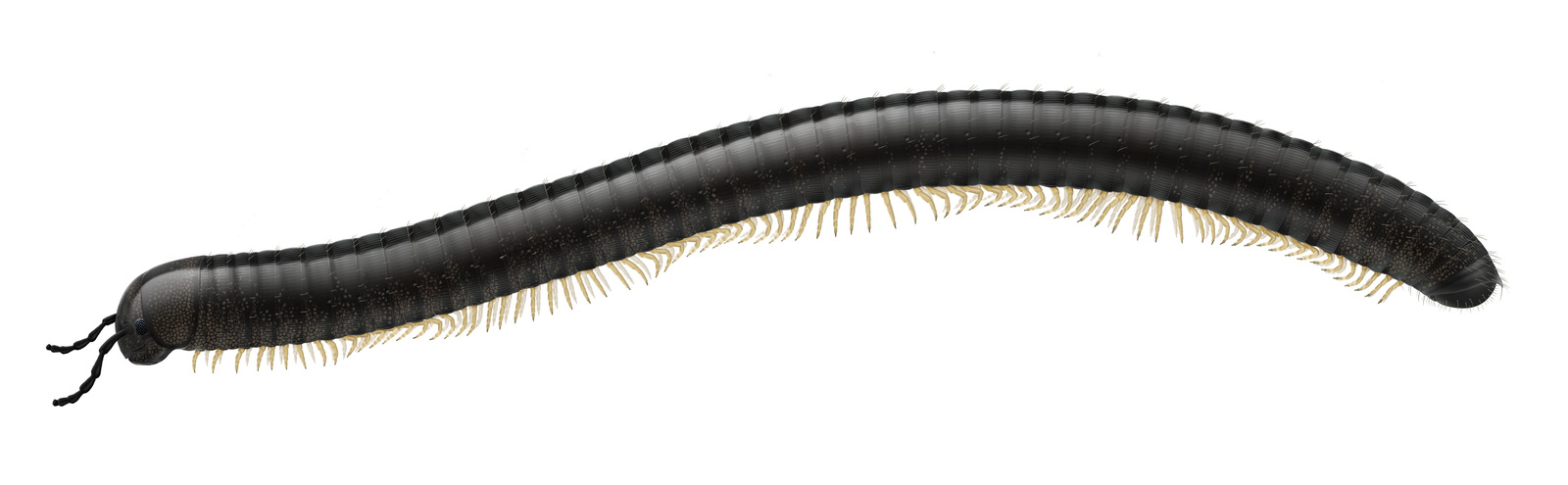 Artfakta från SLU Artdatabanken