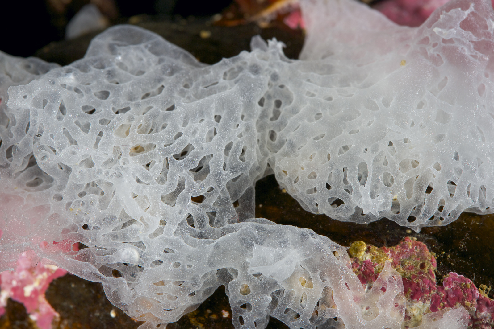 Artfakta från SLU Artdatabanken