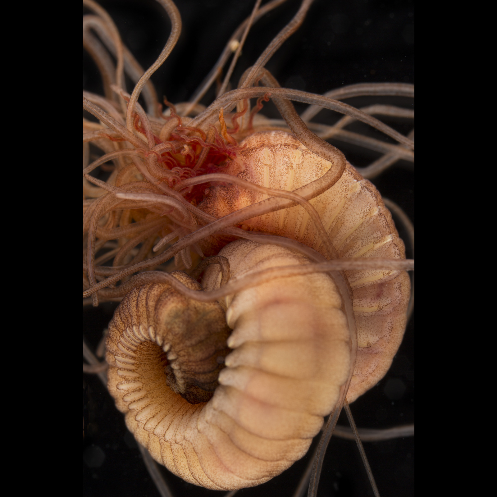 Artfakta från SLU Artdatabanken