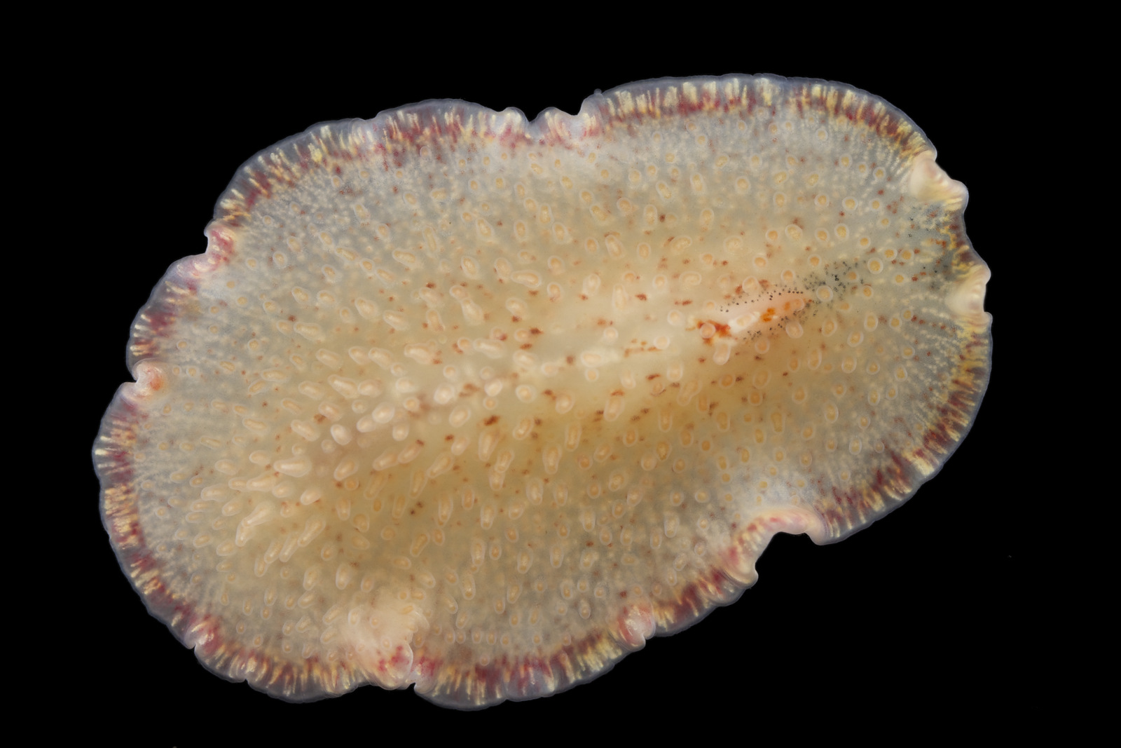 Artfakta från SLU Artdatabanken