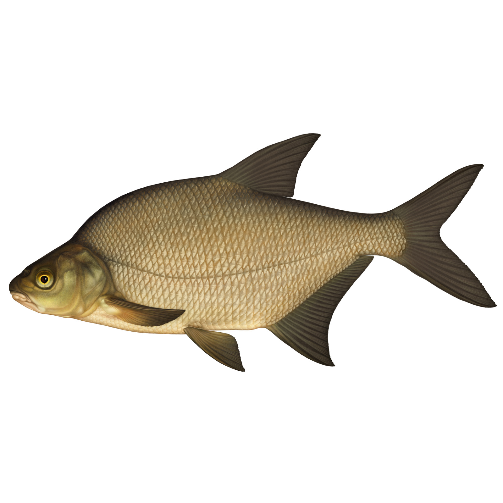 Artfakta från SLU Artdatabanken